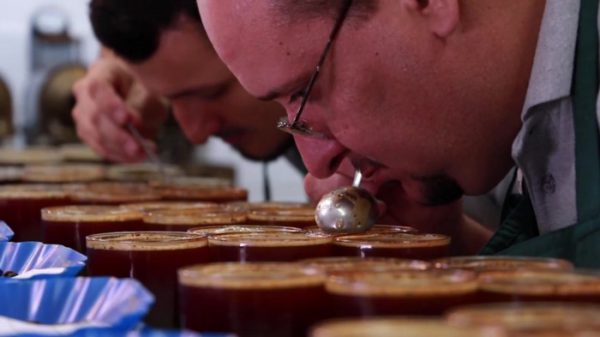 Green Coffee Sourcing Explained - Genuine Origin Coffee