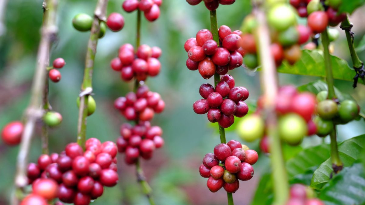 Arabica vs Robusta & More | A Coffee Roaster’s Guide to Coffee Species ...
