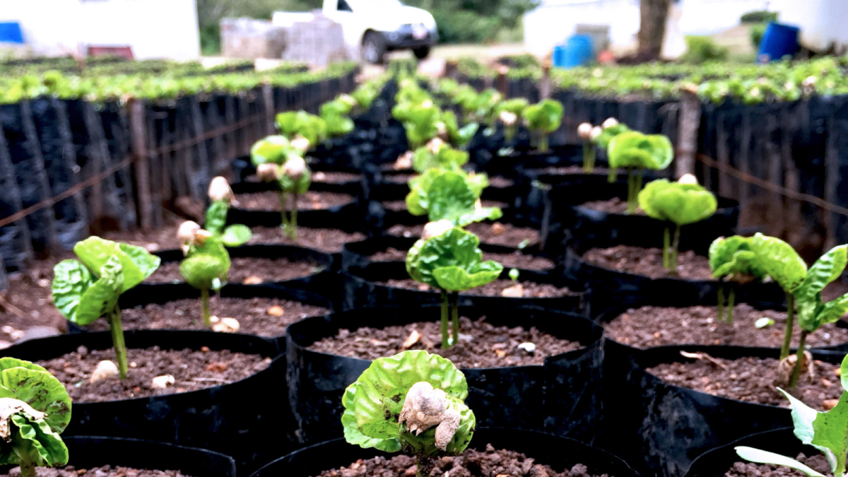 How to Grow Your Own Coffee at Home - Genuine Origin Coffee