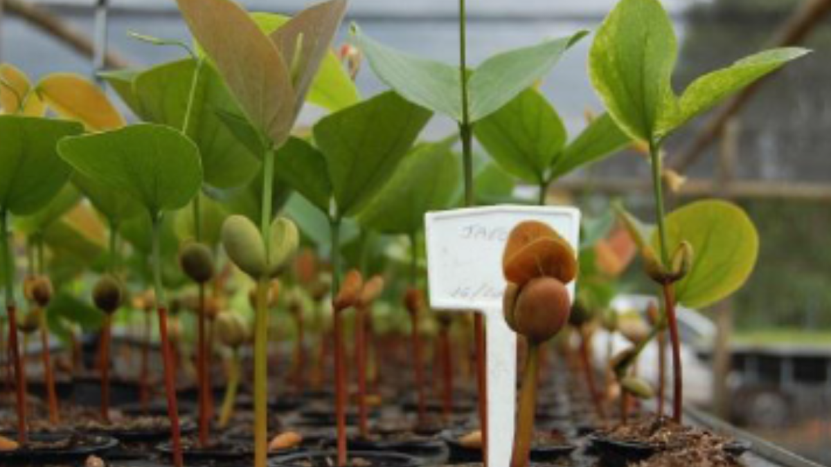 How to Grow Your Own Coffee at Home - Genuine Origin Coffee