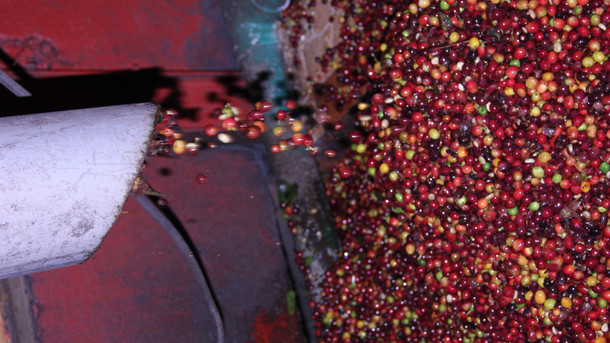 Costa Rican Coffee Origin Report 2023 - Genuine Origin Coffee