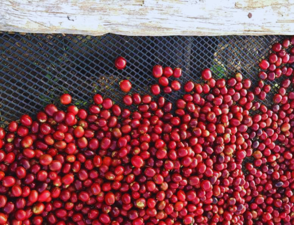 The Most Expensive Coffees in the World – Genuine Origin Coffee