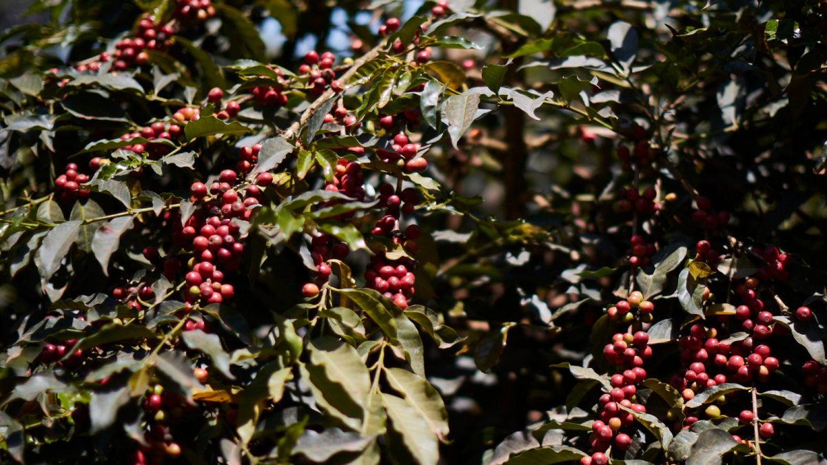 Coffee Varieties Quick Start Guide - Genuine Origin Coffee