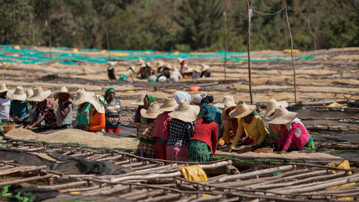Ethiopian Coffee | The Complete Guide to the Birthplace Coffee ...