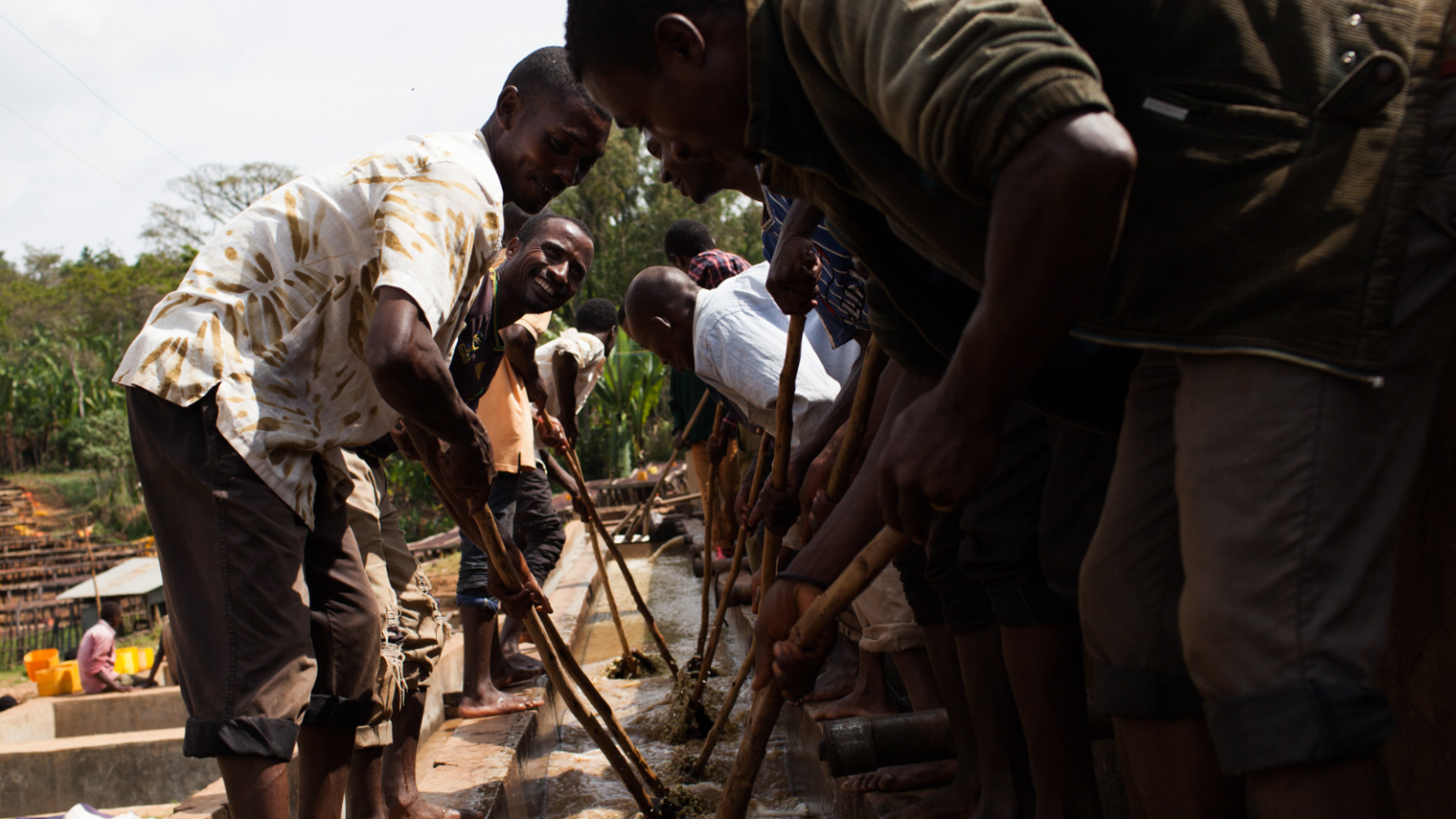 Ethiopian Coffee | The Complete Guide to the Birthplace Coffee ...