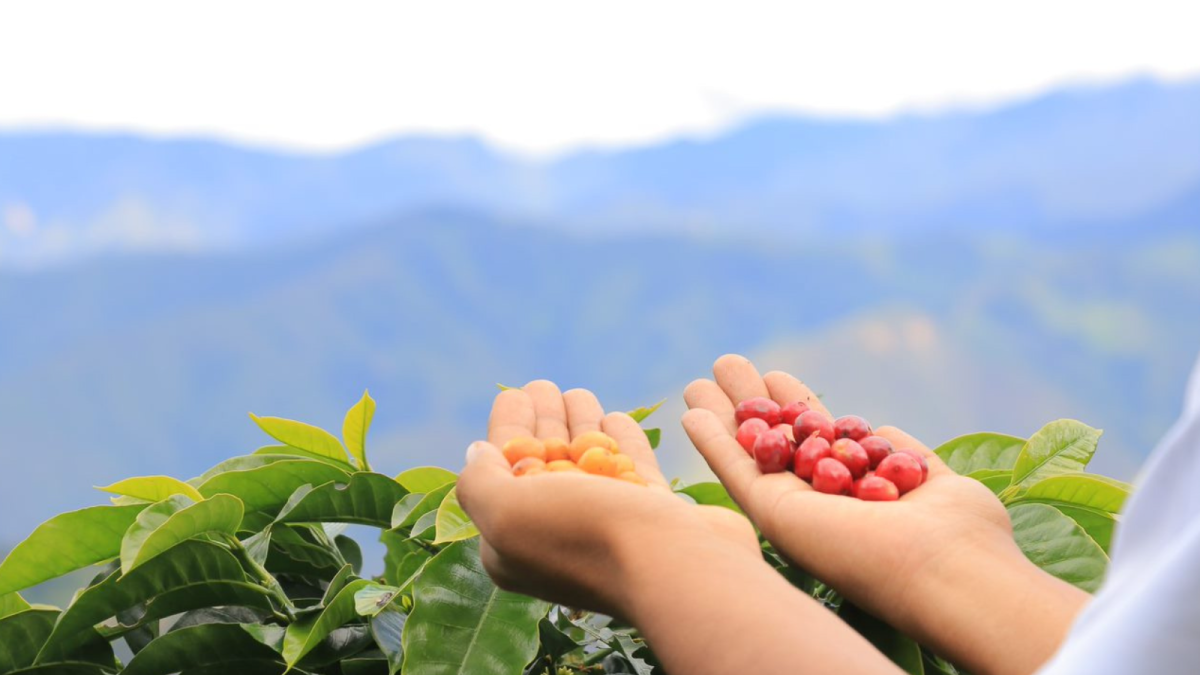 Peruvian Coffee Demystified: A Complete Origin Report for Coffee ...