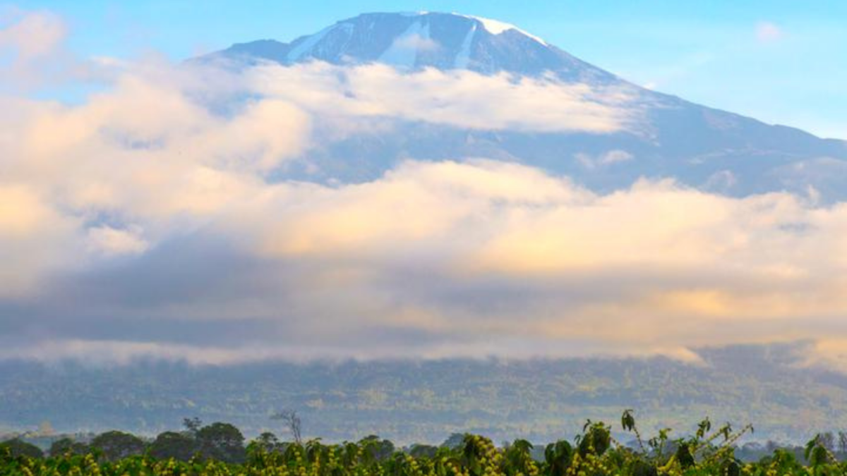 Tanzanian Coffee Revealed | Complex, Rich, and Flavorful - Genuine ...