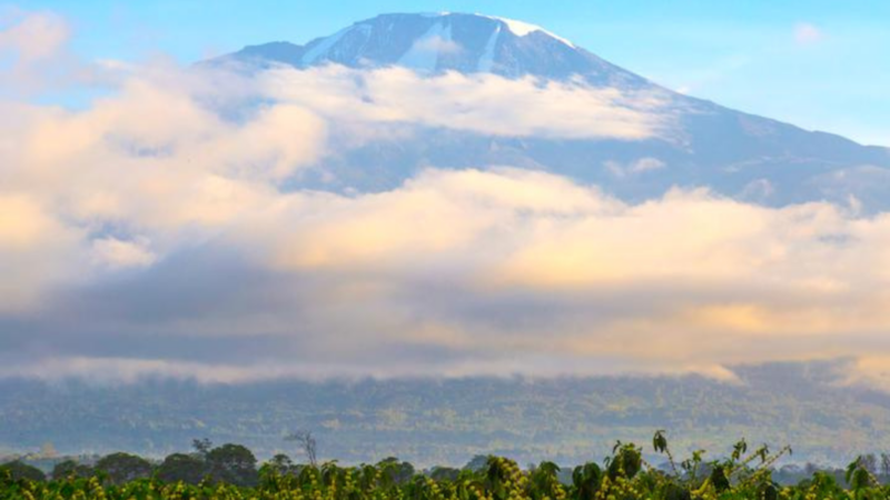 Tanzanian Coffee Revealed | Complex, Rich, and Flavorful - Genuine ...