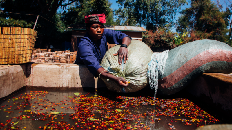 Tanzanian Coffee Revealed | Complex, Rich, and Flavorful - Genuine ...