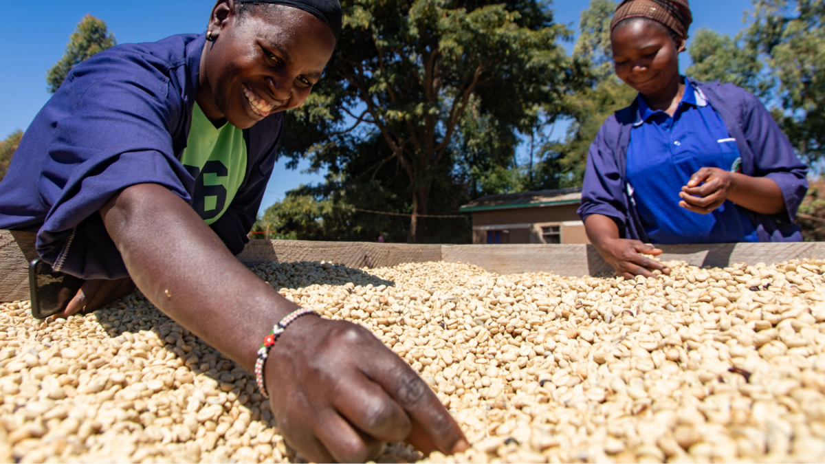 Tanzanian Coffee Revealed | Complex, Rich, and Flavorful - Genuine ...