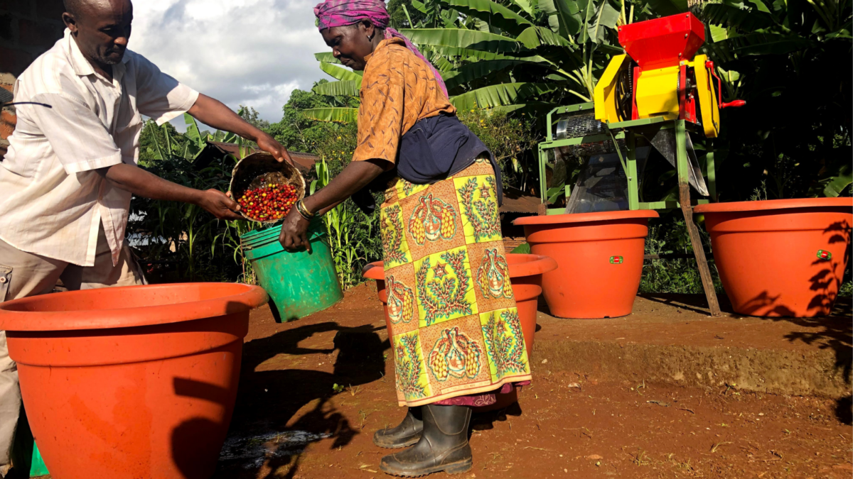 Tanzanian Coffee Revealed | Complex, Rich, and Flavorful - Genuine ...