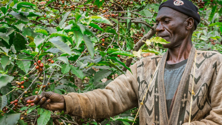 Tanzanian Coffee Revealed | Complex, Rich, and Flavorful - Genuine ...