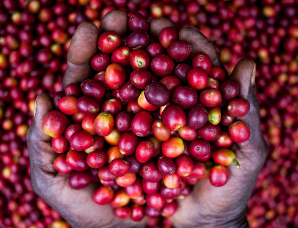 Coffee Supply Chain Logistics Report - Jan 2025 - Genuine Origin