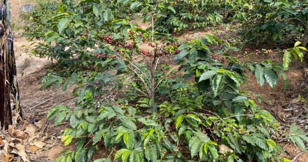 Robusta Coffee Report 2024- Genuine Origin Coffee